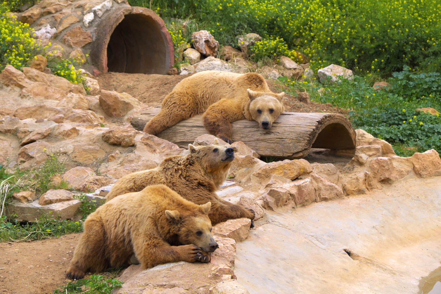 Spend Time at the Attica Zoological Park in Athens