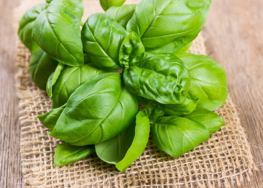 Greek Basil: Cooking and Medicinal Info