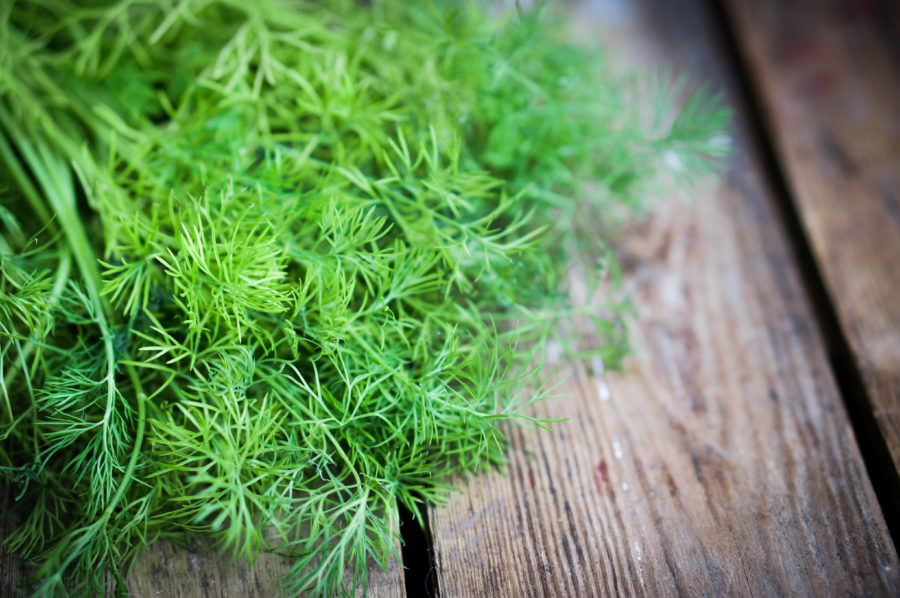 Greek Dill: Cooking and Medicinal Info