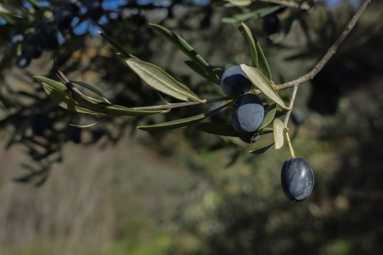 What Was Agriculture Like in Ancient Greece?
