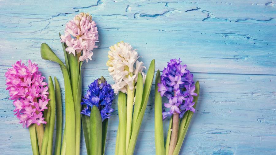 Get to Know Hyacinth of Greek Mythology