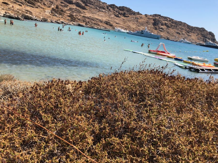 All About the Plants That Live Near The Beaches in Greece