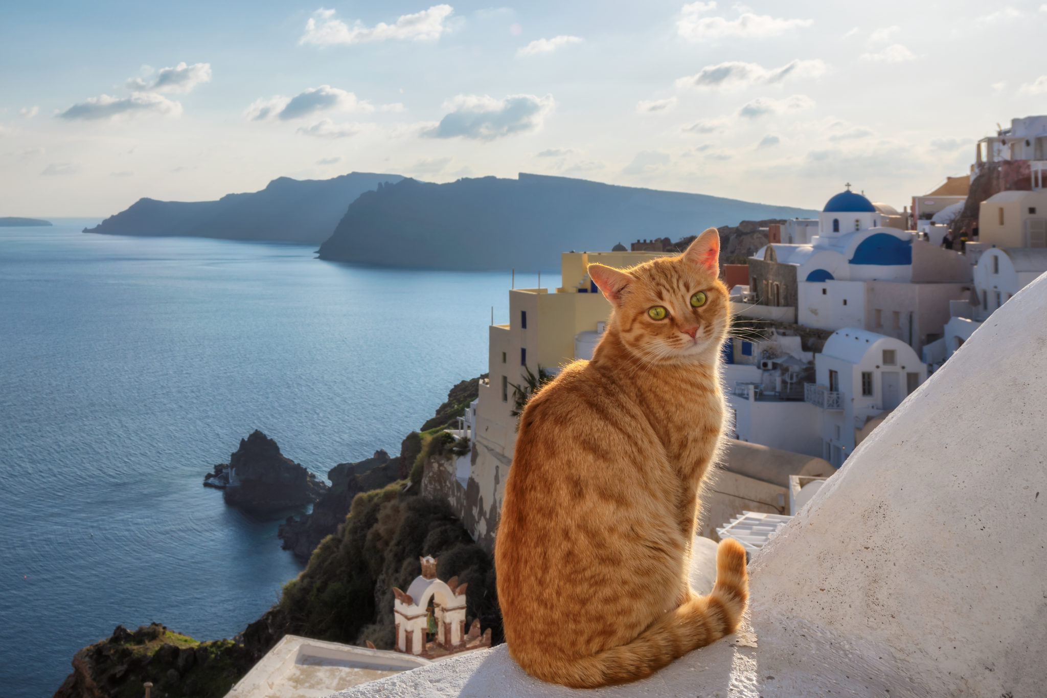 Why Cats Walk The Streets of Greece